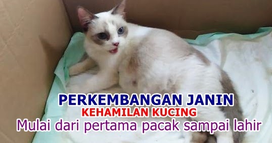 Perkembangan Janin Hamil Perut Kucing Persia | Devina Blog Sharing Tips ...