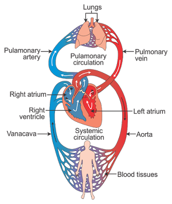 Circulatory System - Part 3 - Magme Guru