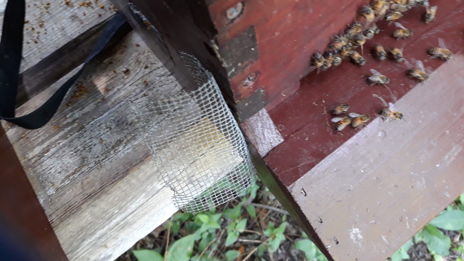 The Redneck Hippie: How to Make an Emergency Robbing Screen for Your Bees