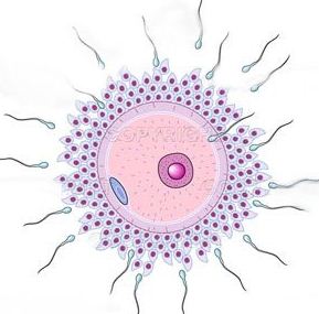 Allogamy Of Reproduction |Genetic Engineering Info