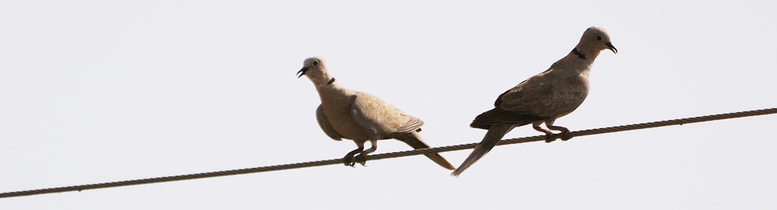 Zunka Bhakri......: On trail of Tiger @ Tadoba-Kolsa
