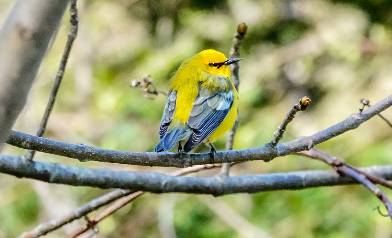 Gale's Photo and Birding Blog: Blue-winged Warbler