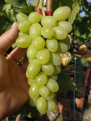 Anggur jenis Regal seedless | Pohon Anggur Genjah