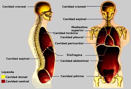 ANATOMÍA: cavidades corporales