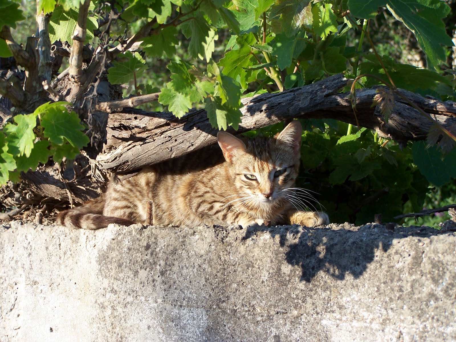 Catsparella: Around The World In 80 Cats #3: Greece