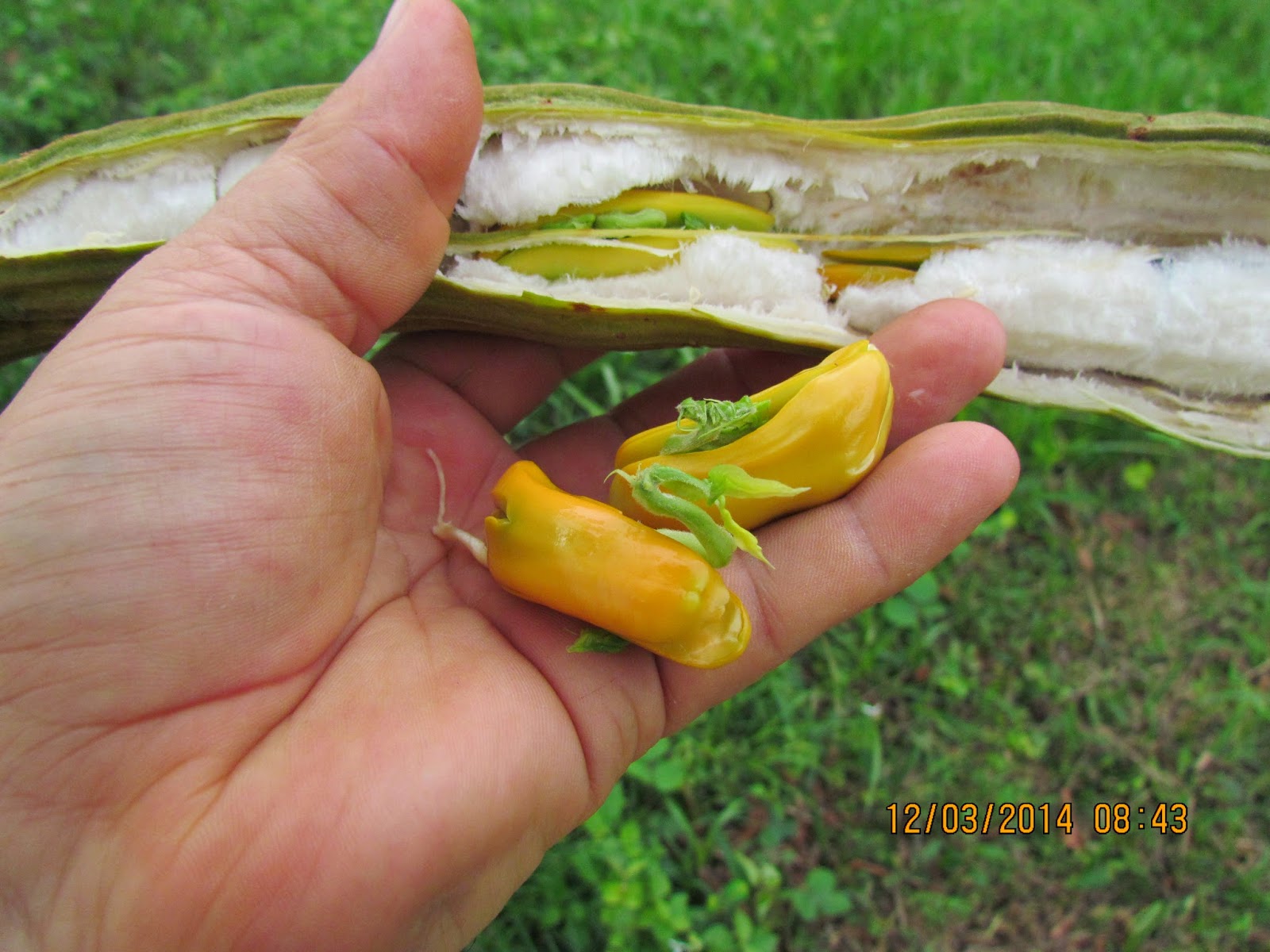 INTERCAMBIO DE SEMILLAS: SEMILLAS QUE TENGO O PUEDO CONSEGUIR, PARA ...