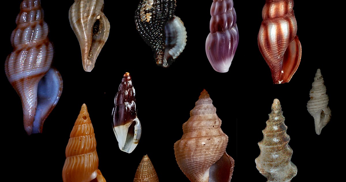 MALACOLOGÍA MEDITERRÁNEA: CONIDAE