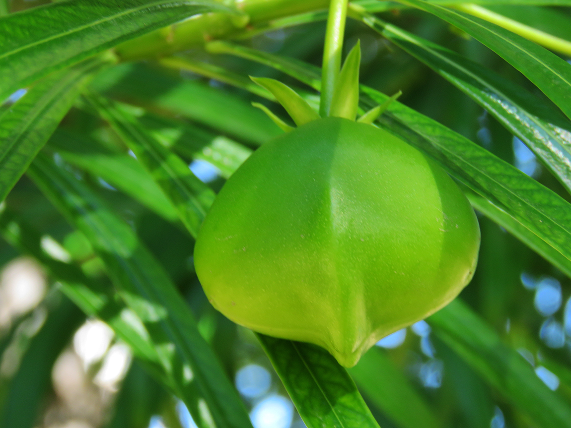 Á R B O L E S (T R E E S) y P A L M E R A S (P A L M S): Thevetia ...