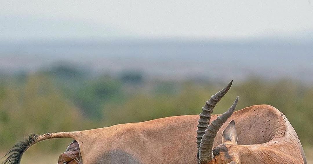 WELCOME TO THIS PLANETLITTLE GUY! THE BIRTH OF ATOPI, AN ANTELOPE ...