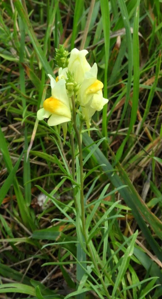 Sepals and Petals: Common Toadflax, Purple Toadflax and Ivy-leaved Toadflax