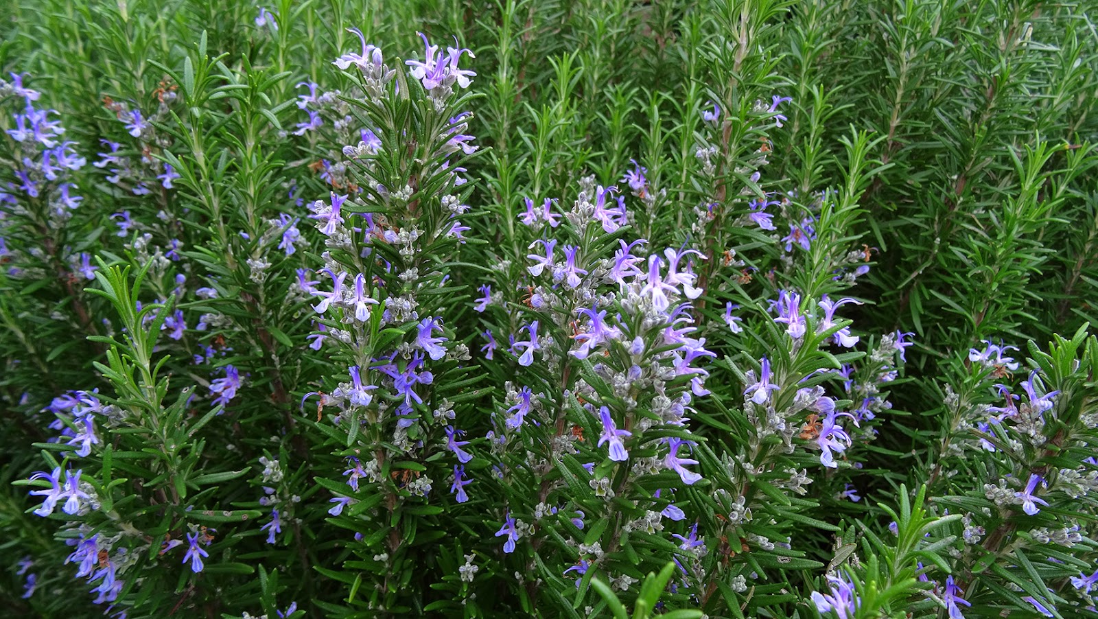 Photoinvestigacionchema: El romero planta aromática sin parangón.