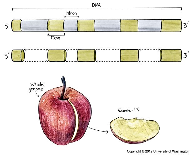 Neurologia Infantil: O que é exoma?