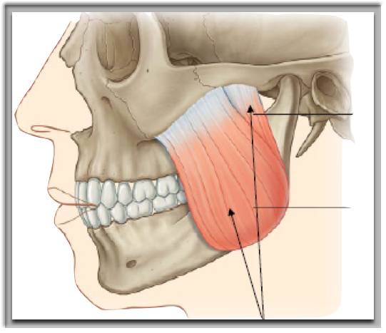 Espaço do Sorriso: Músculos da Mastigação