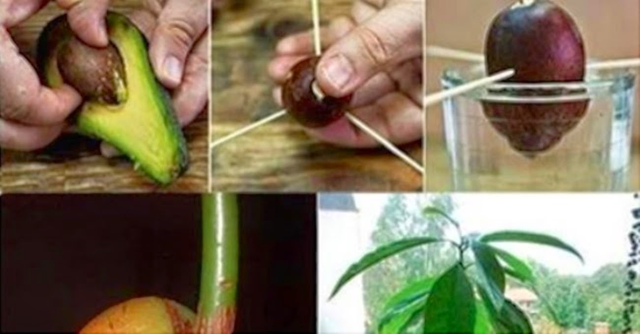 How To Grow Your Own Endless Supply Of Organic Avocados