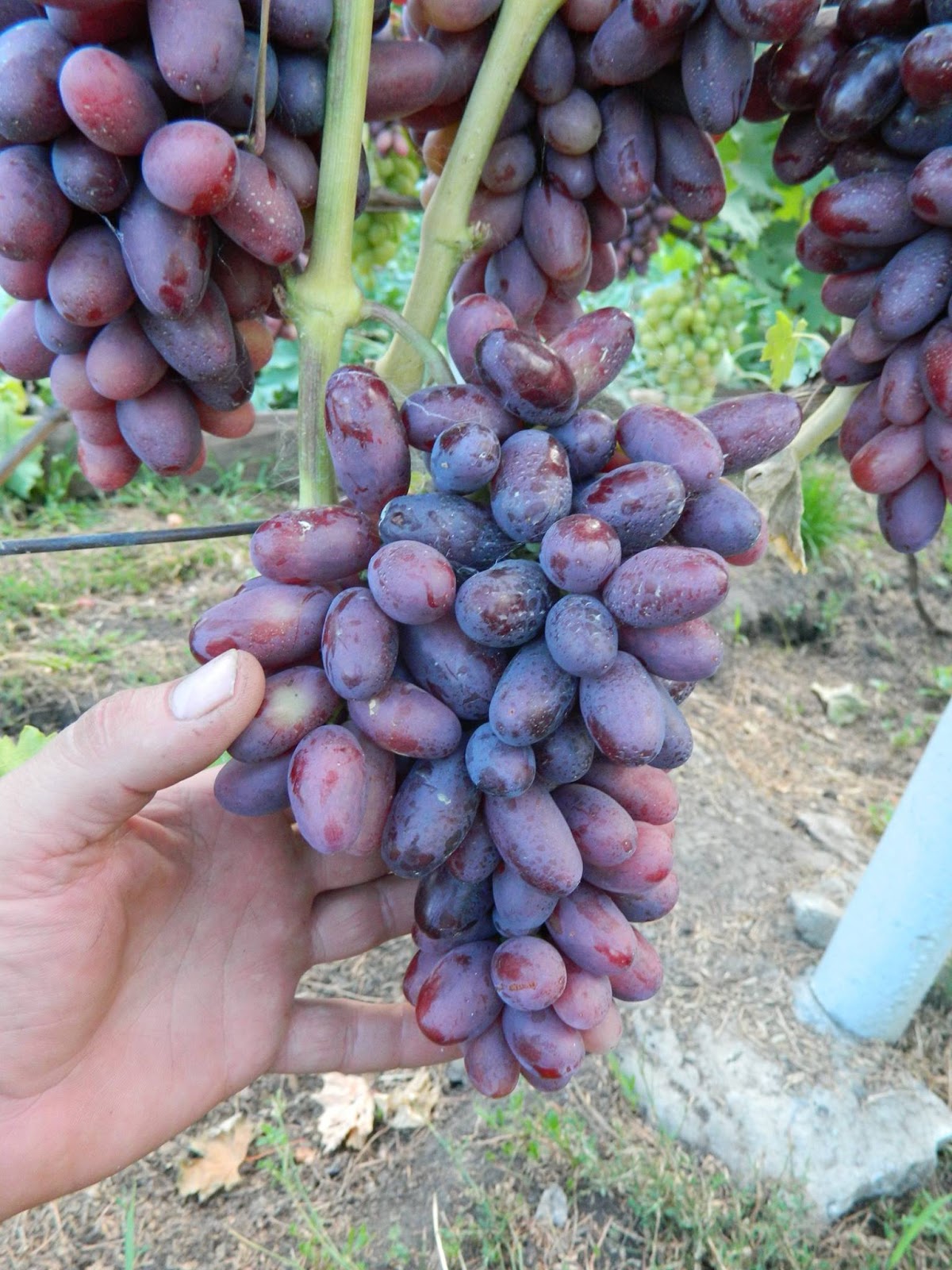 Anggur jenis Tip Izyuminki | Pohon Anggur Genjah