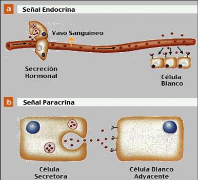Fisiología: Unidad VI: Sistema endocrino