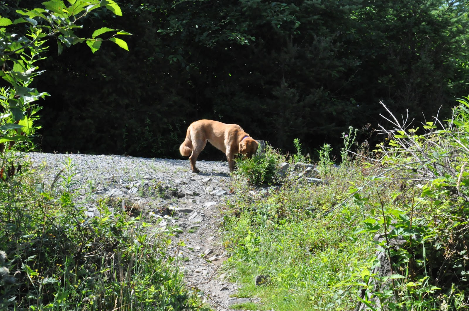 Galbraith Hiking: Loop: Oly, Lost Sole, via summit, Tower Trail, and ...