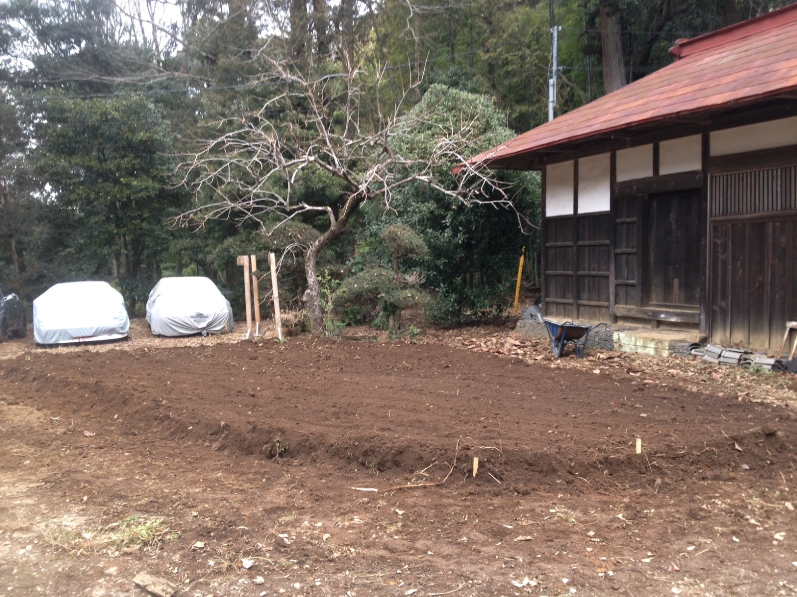 Our Japanese Eco-Kominka: East Side Tree felling in February 2013.