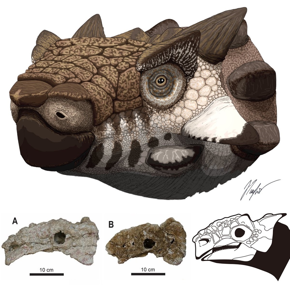 Species New to Science: [Paleontology • 2020] Additional Skulls of ...