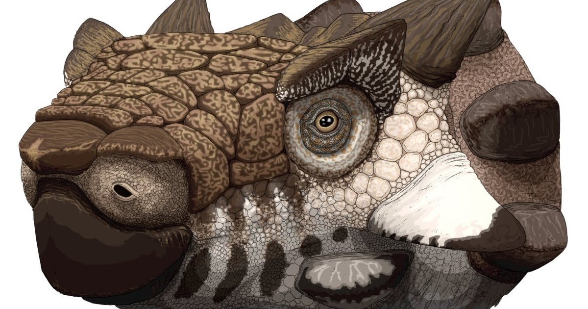 Species New to Science: [Paleontology • 2020] Additional Skulls of ...