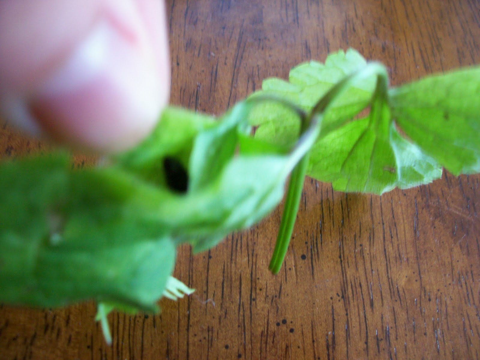 Pauley-Face Farm: Caterpillar Lapbook