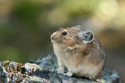 Pika | The Life of Animals