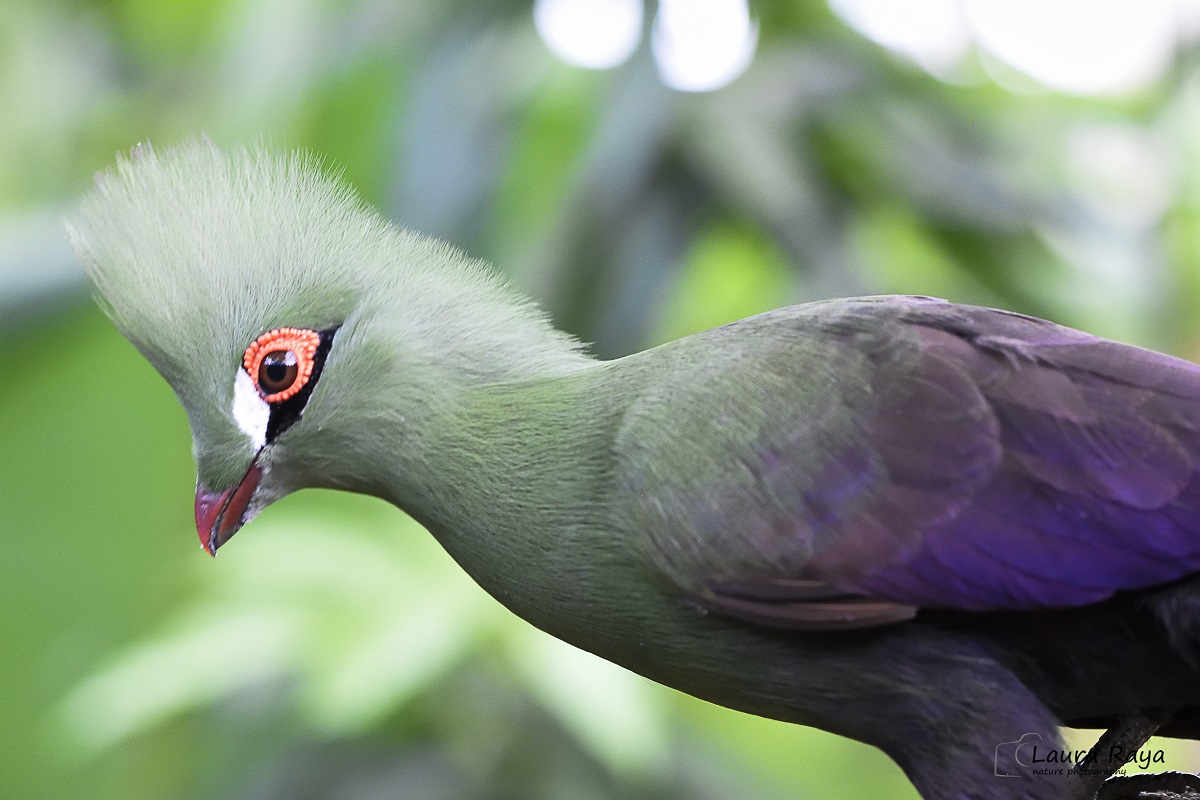 Fotografía Laura Raya: TURACO - (Tauraco persa buffoni)