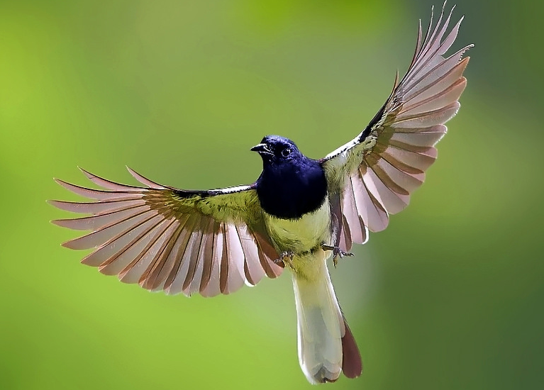 Cara mudah Ternak Kacer