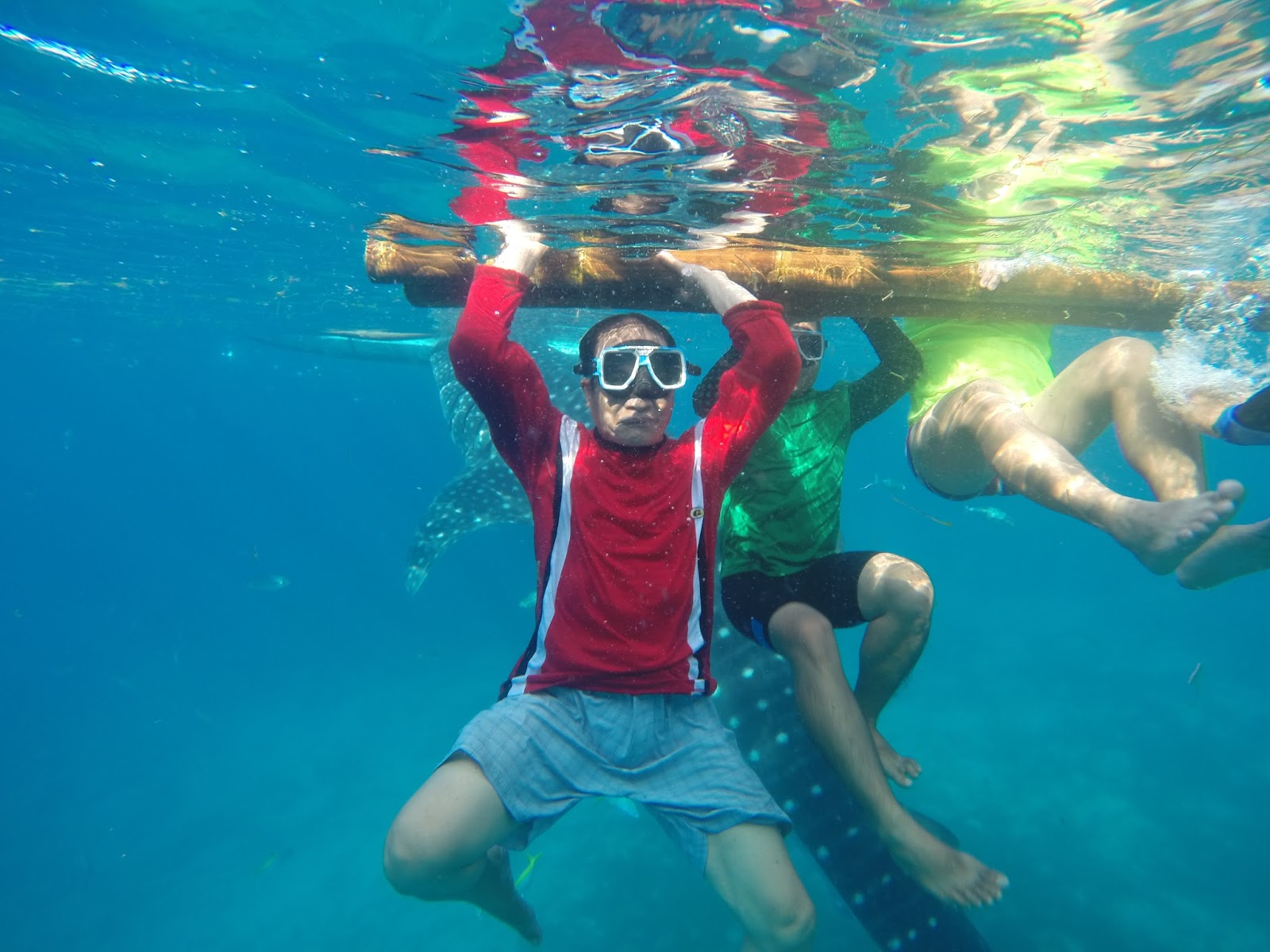 these and beyond: Butanding (whale shark) watching in Oslob, Cebu