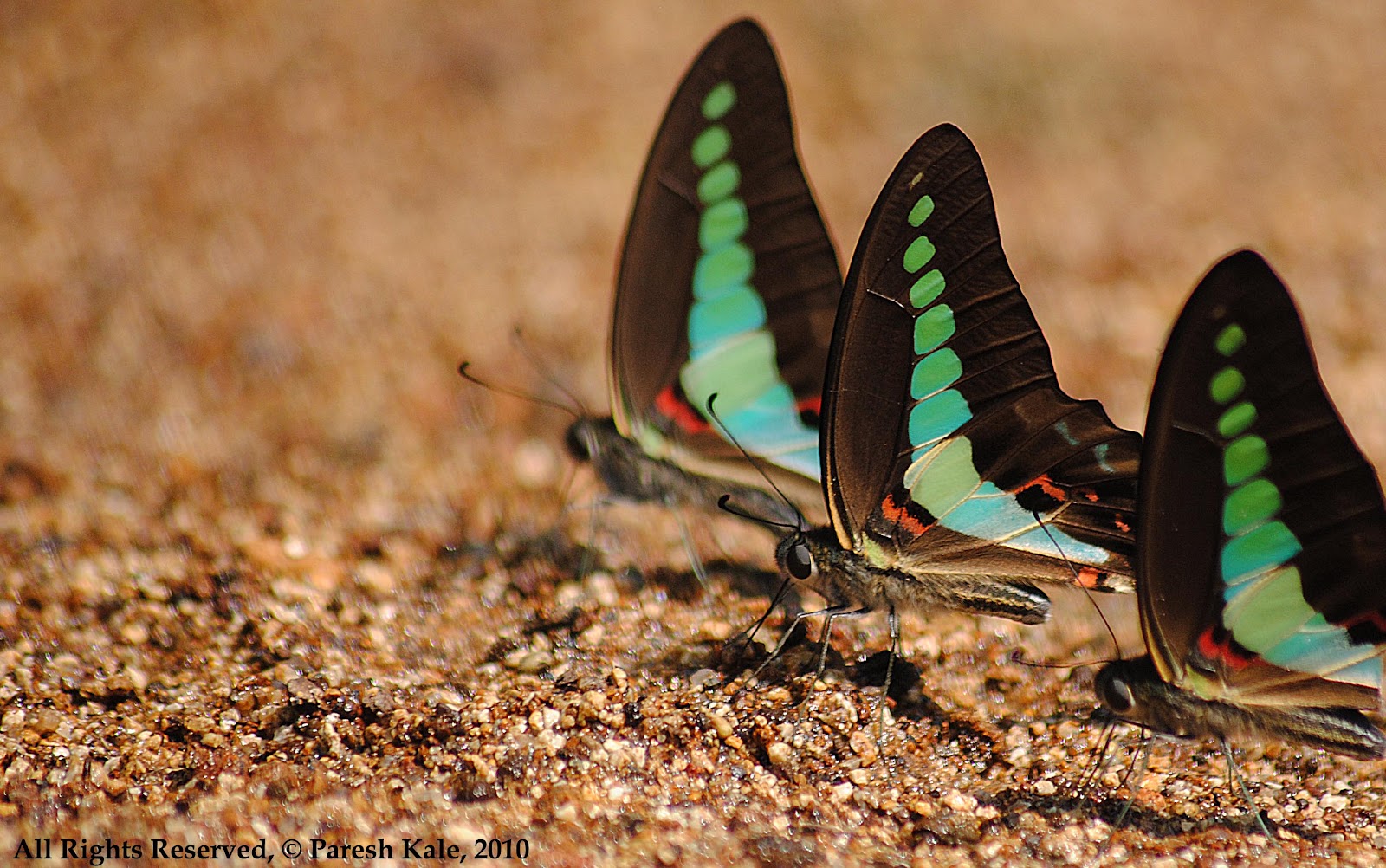 Nature @ IIT Bombay: Angles for butterfly photography
