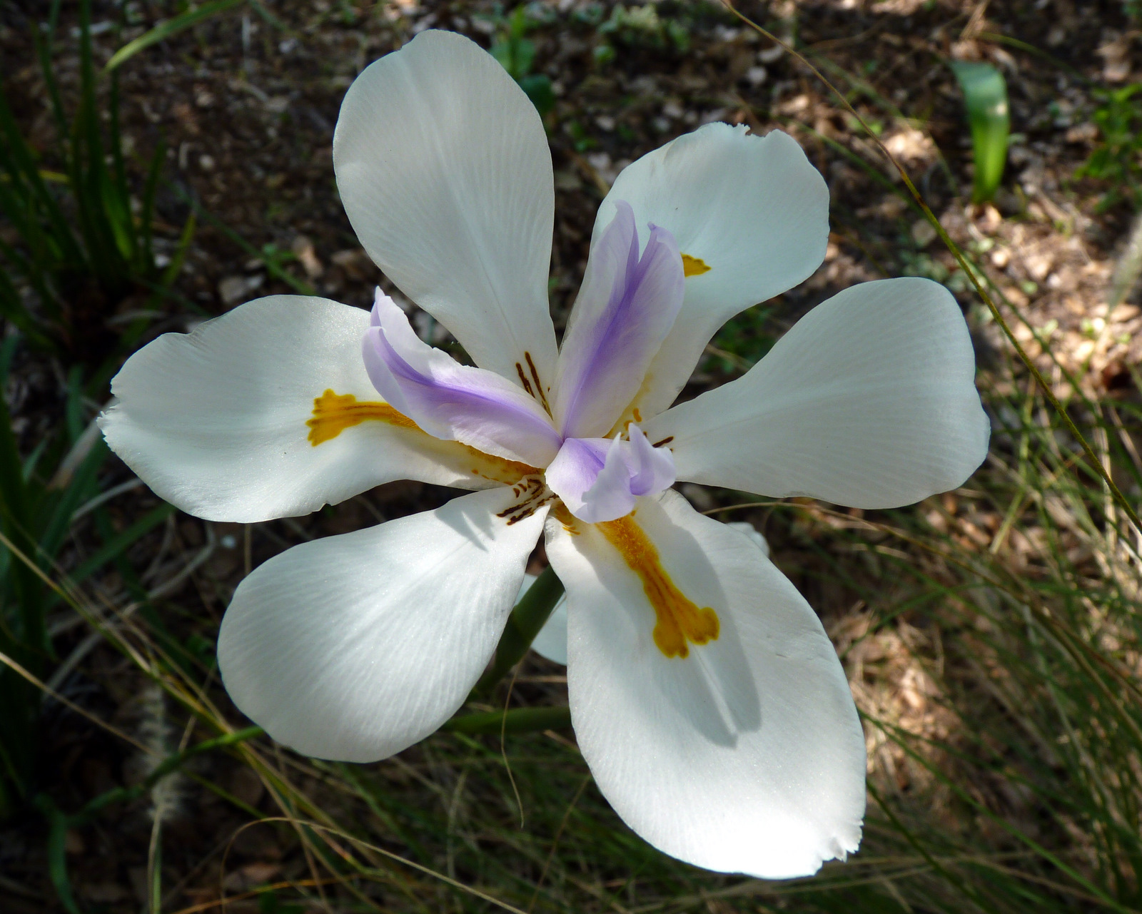 My Florida Backyard: Iris