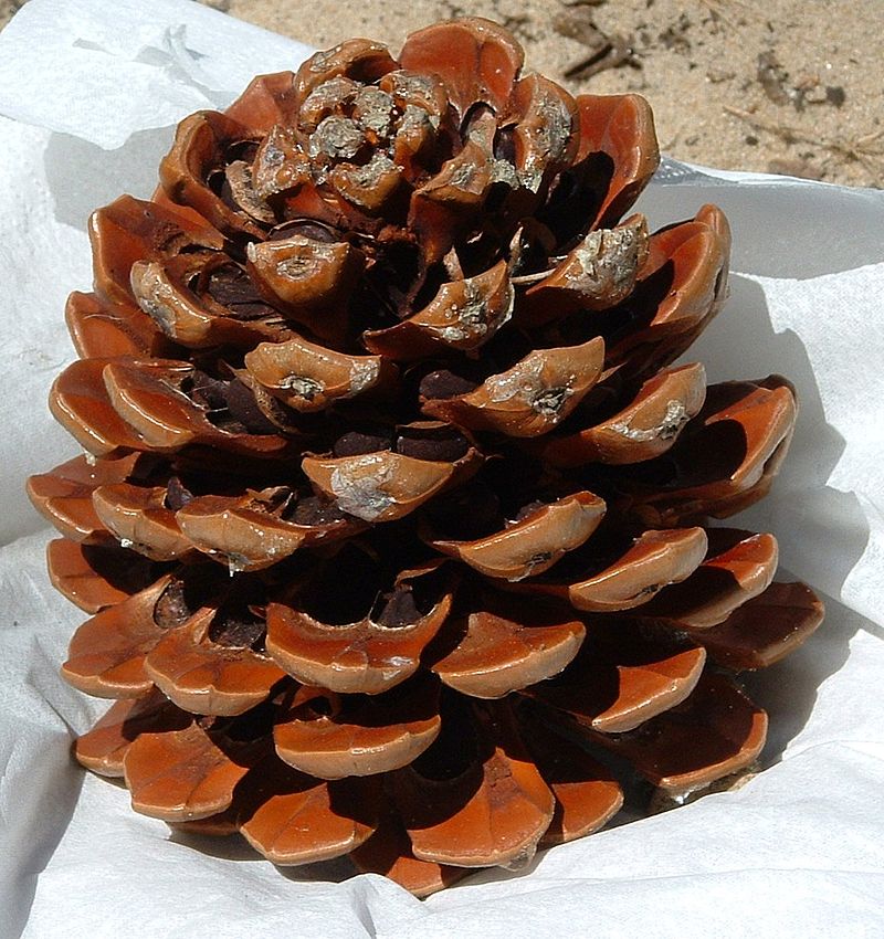 ÁRBOLES Y ARBUSTOS EN LAS CALLES DE MONTIJO: julio 2017