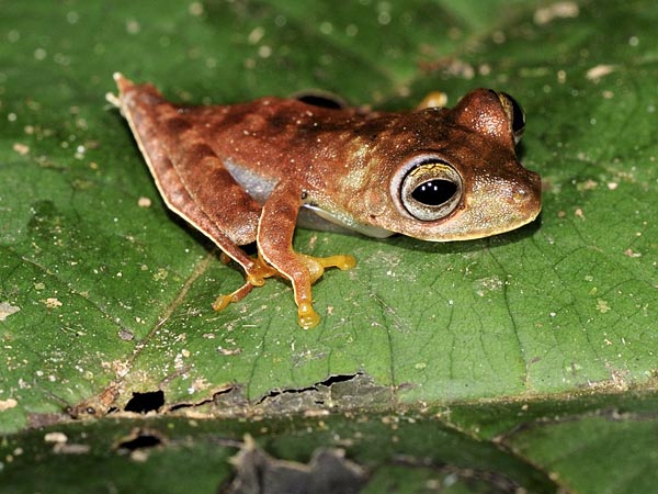 White Wolf : January 2012