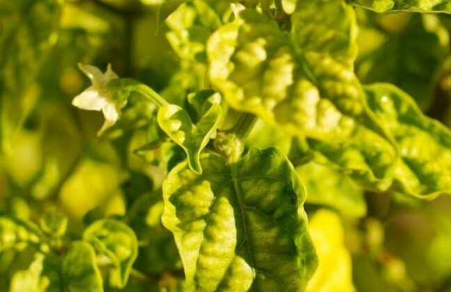 Keriting Kuning Pada Tanaman Cabai