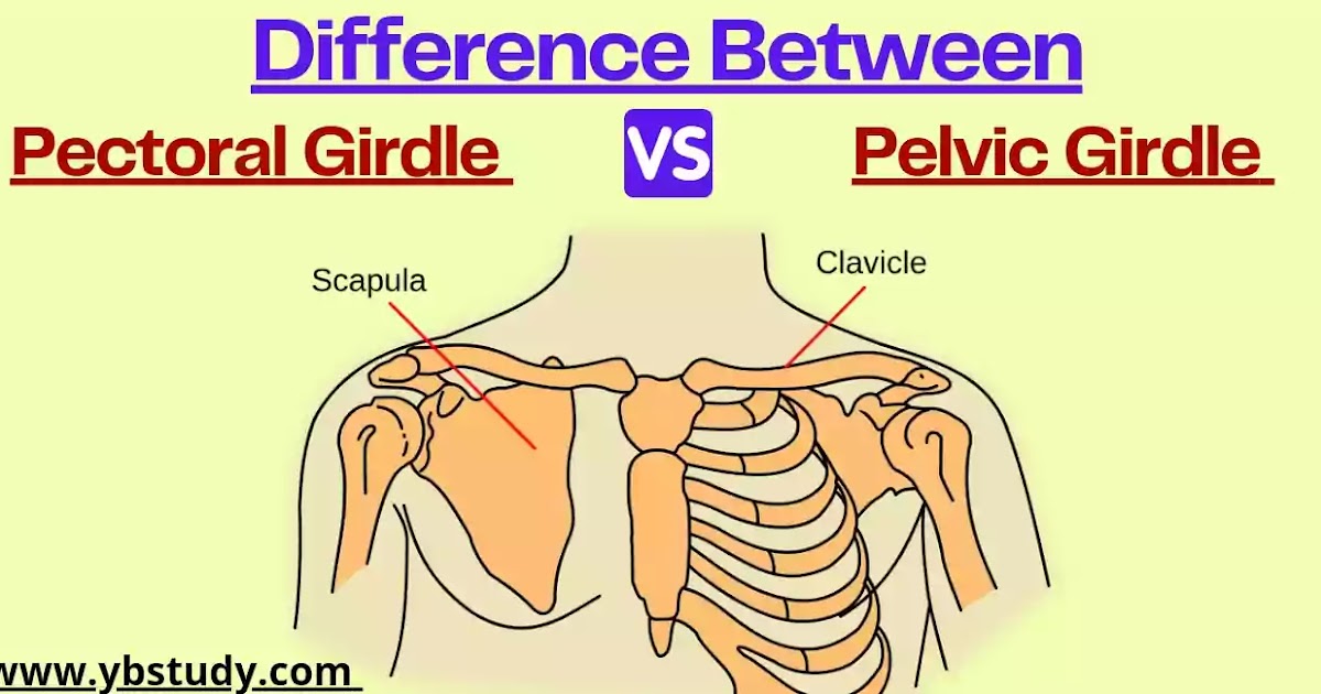 Difference Between Pectoral And Pelvic Girdle Class 11 Pdf YB Study difference-between-pectoral-and-pelvic-girdle-class-11-pdf-yb-study