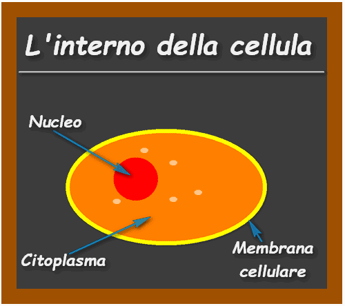 Imparare Facile: Scienze: cellula e funzioni. I tessuti