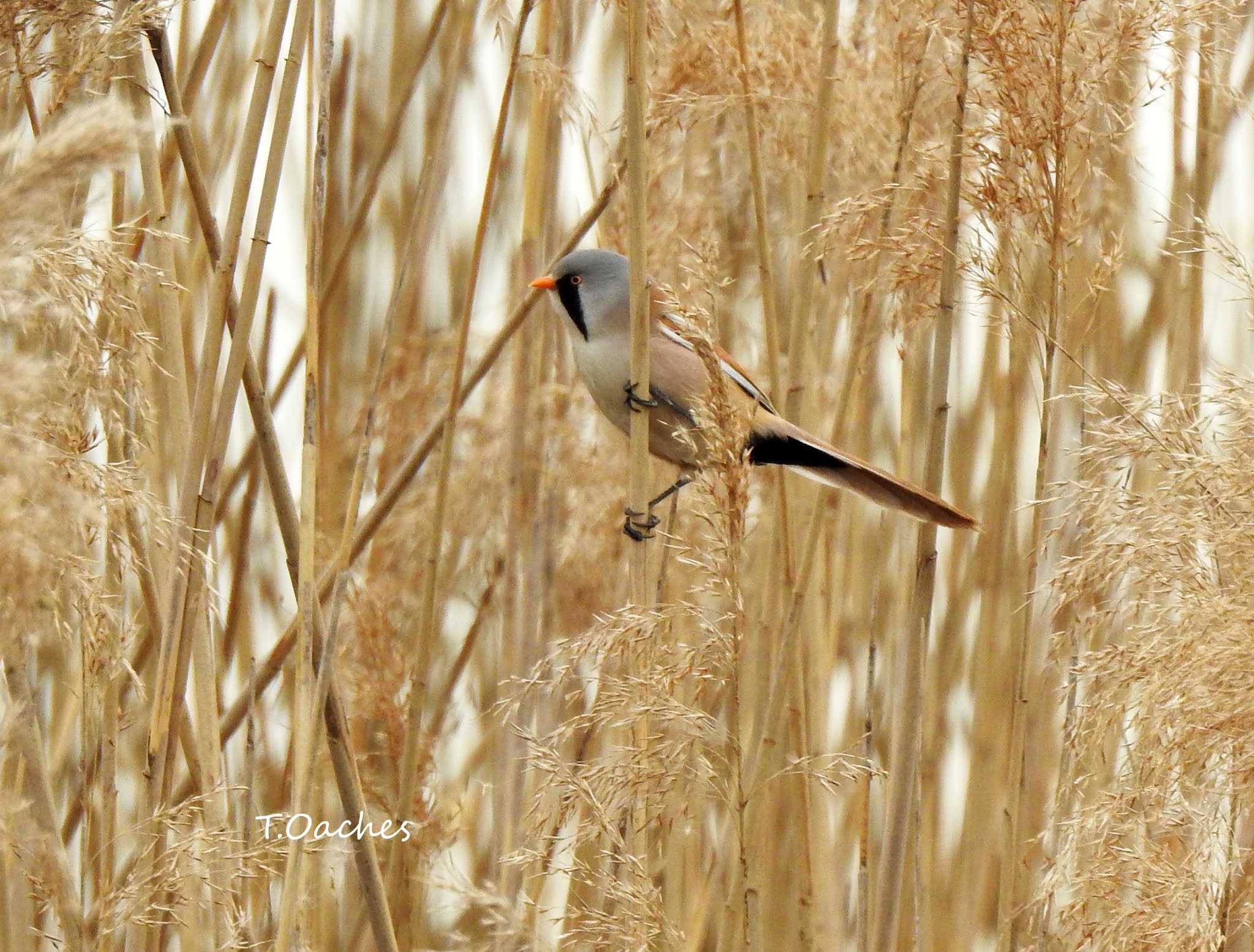 PASARI DIN ROMANIA: PITIGOI DE STUF, Panurus biarmicus