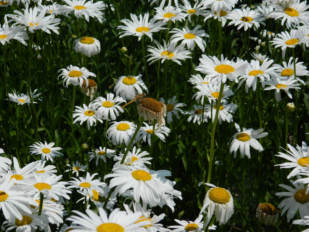 LA MULTI ANI, ROMANIA!: Flori albe