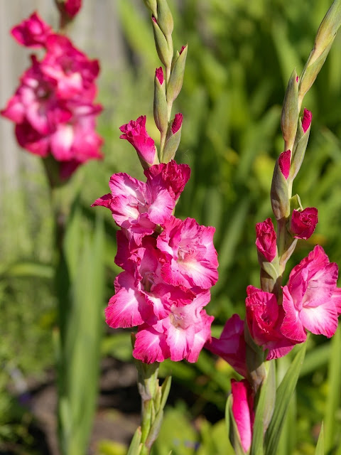 Best of the best: Gladioli Beautiful