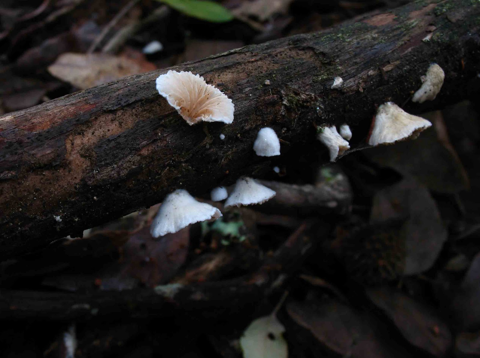 setas y hongos: LETRA P