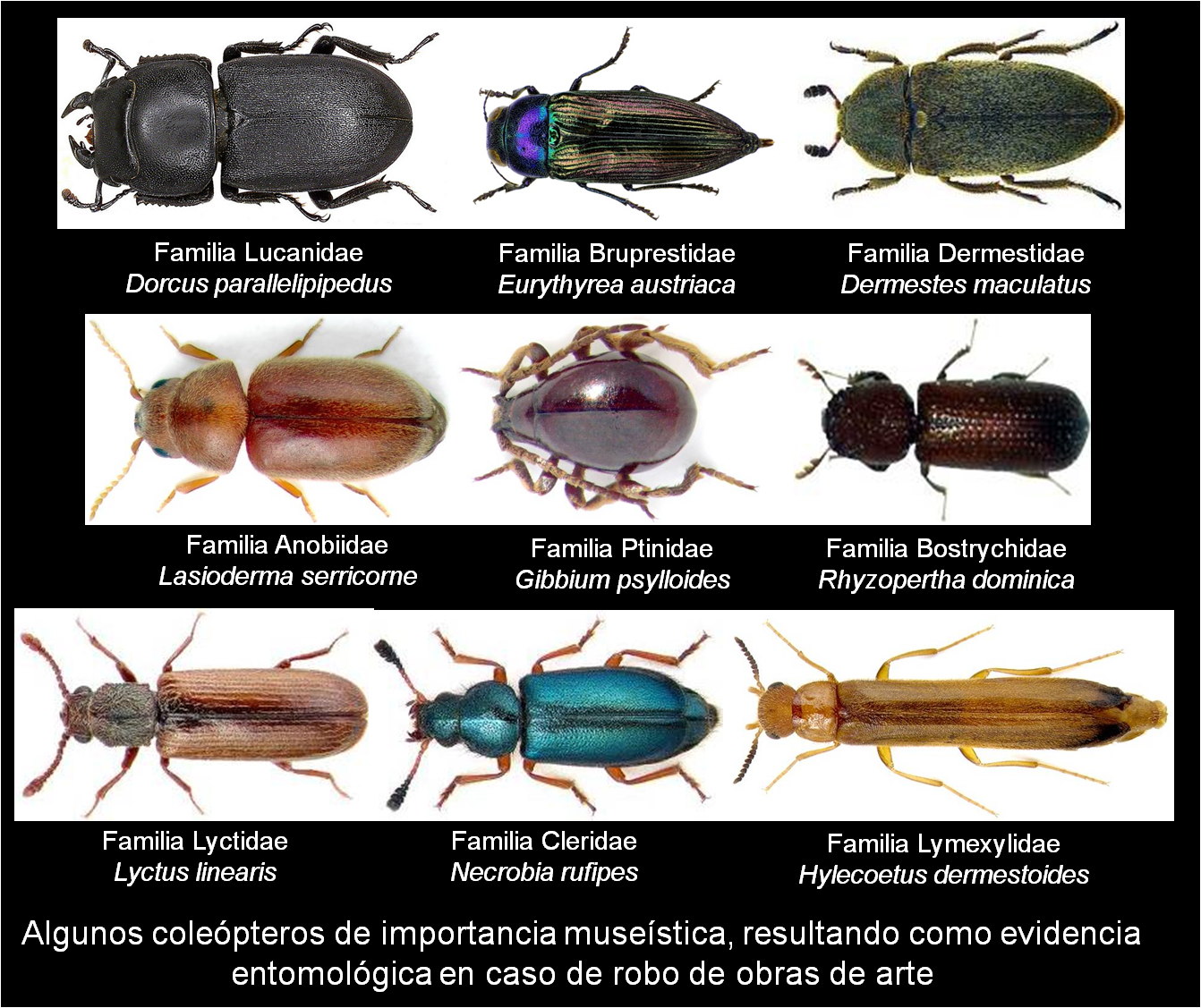 Coleópteros