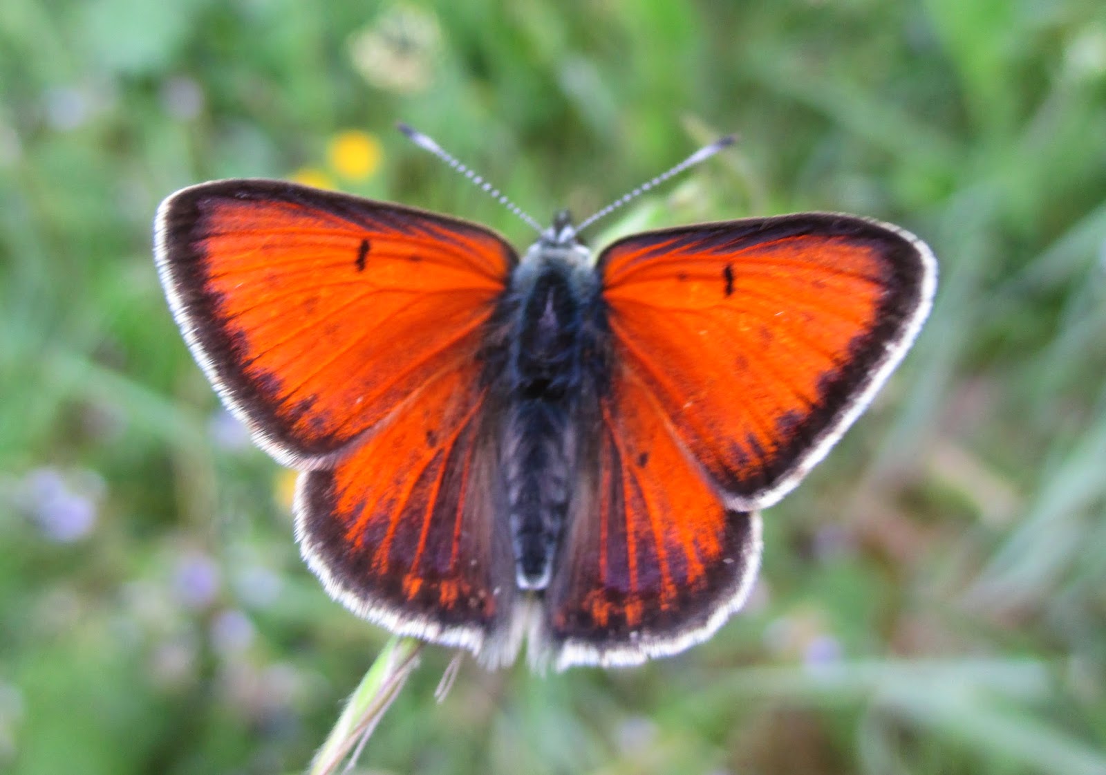 Vogelblog van Cornelis Fokker: Van vlinders in de Eifel tot vale gieren ...