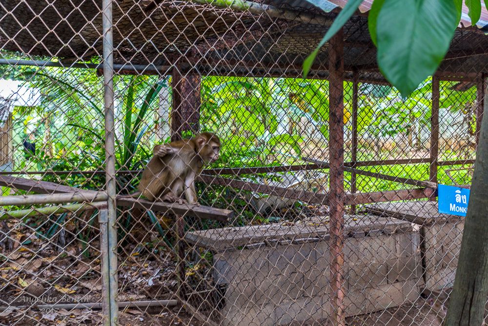 Samui Monkey Center