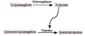 Técnico de Enfermagem: O SISTEMA DIGESTÓRIO