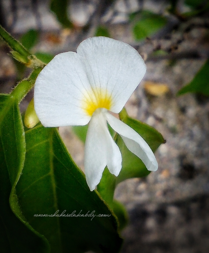 Menakjubkan 15+ Koleksi Gambar Bunga Dan Namanya - Gambar Bunga Indah