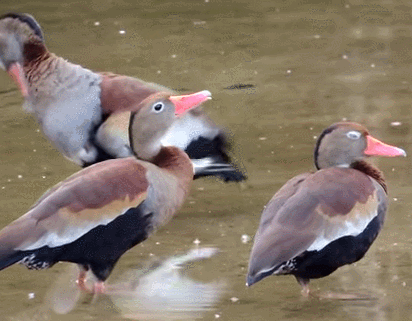 Bellas Aves de El Salvador: Dendrocygna autumnalis (pichiche o pishishe ...