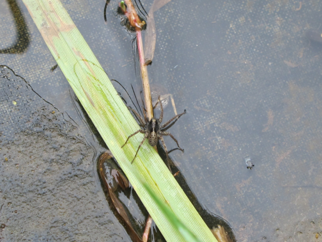 BugBlog: Wolf spiders walking on water