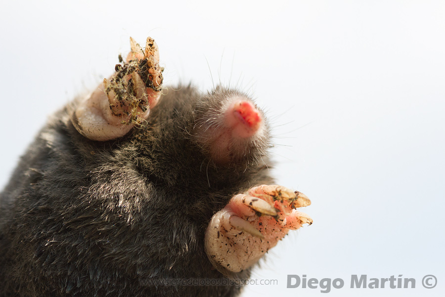Un intruso en el jardín de casa (Talpa occidentalis)