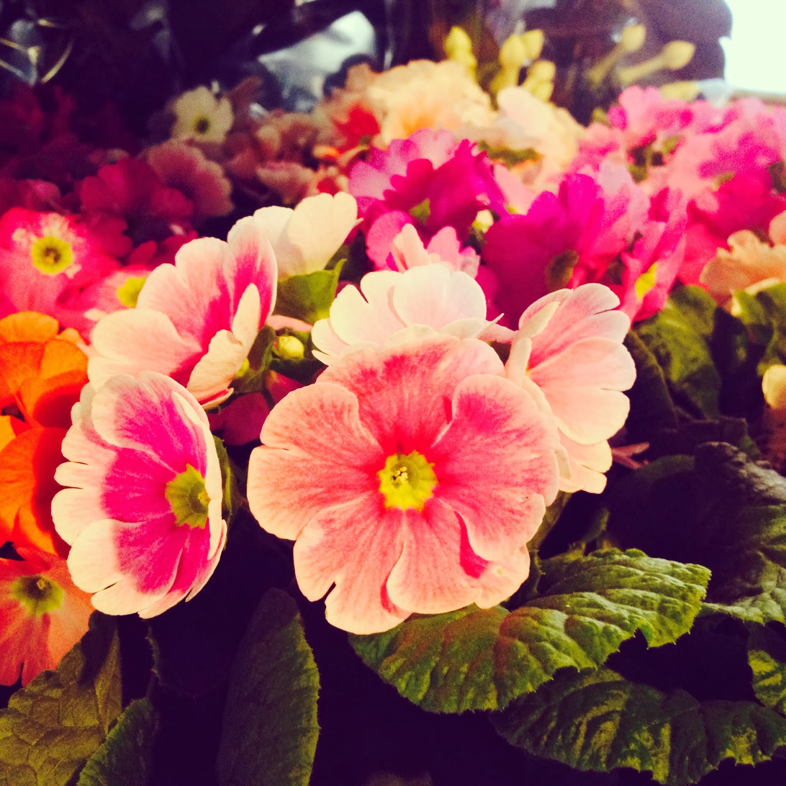 FLOWEROUND - certainly, for you.: Beautiful Primulas Welcoming Spring
