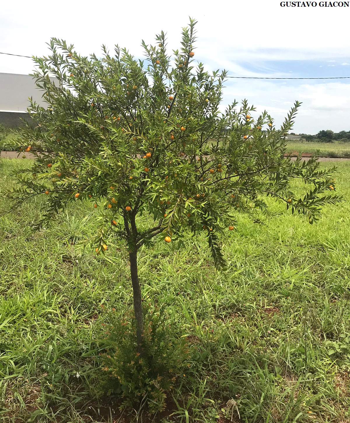 Viveiro Ciprest - Plantas Nativas e Exóticas: Uvaia Lisa ( Eugenia ...